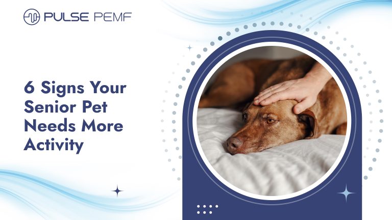 6 Signs Your Senior Pet Needs More Activity - Pulse PEMF