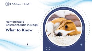 Hemorrhagic Gastroenteritis in Dogs: What to Know - Pulse PEMF