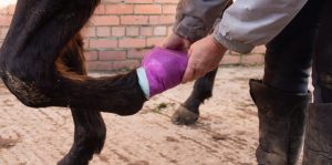 Hoof Abscesses: What They Are and How To Help - Pulse PEMF